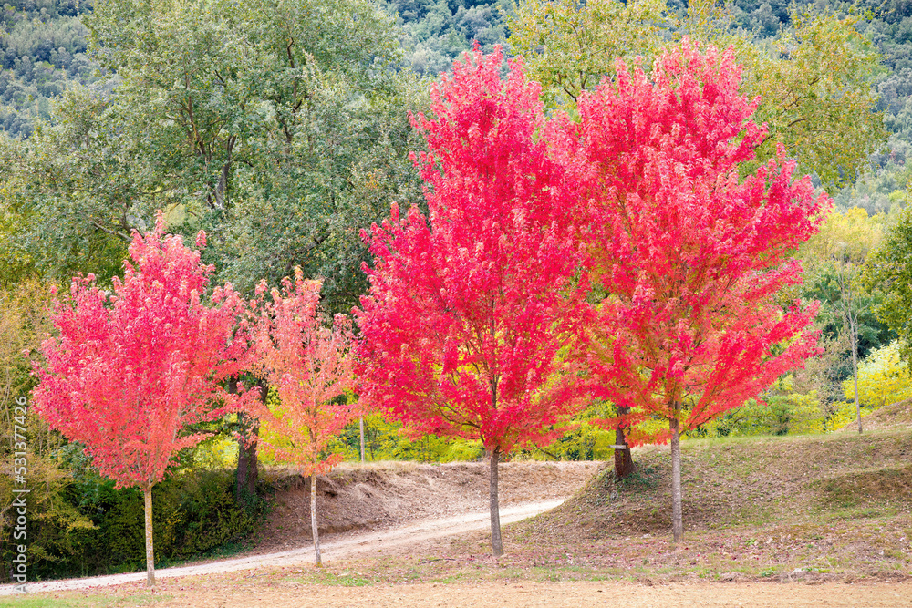 Four Japanese maples stand out against a background of forest of trees ...