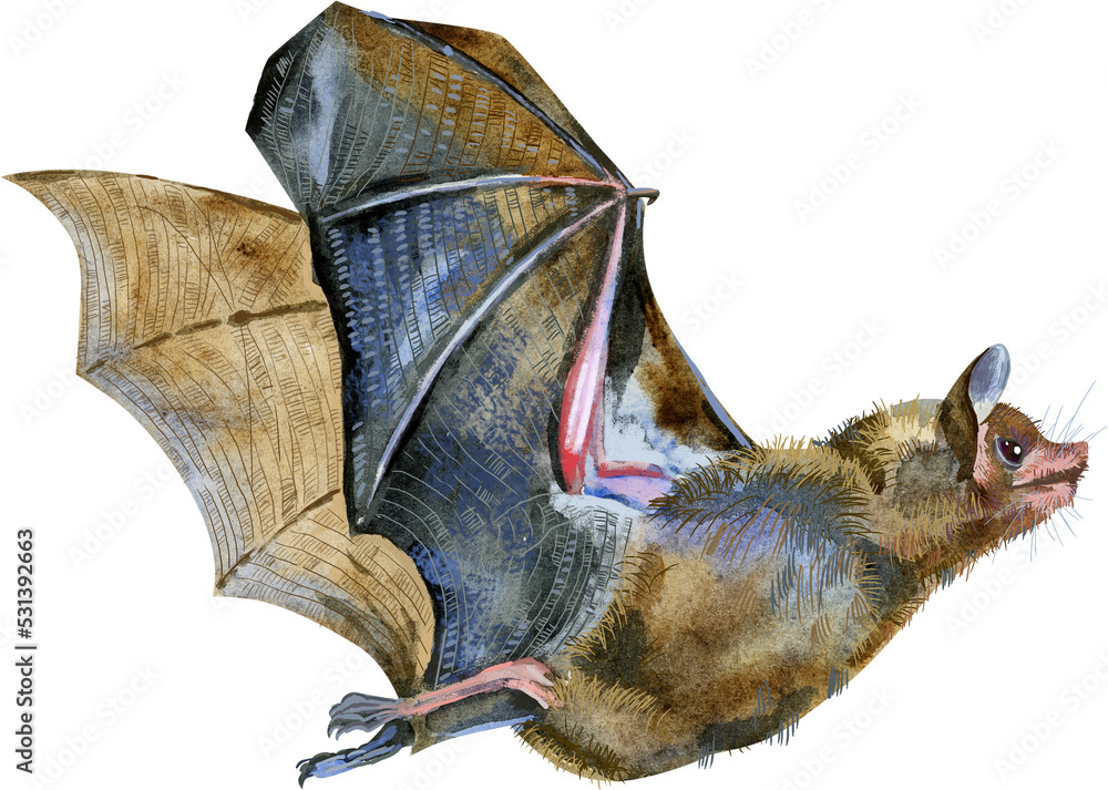 Watercolor illustration of a bat Stock Illustration | Adobe Stock