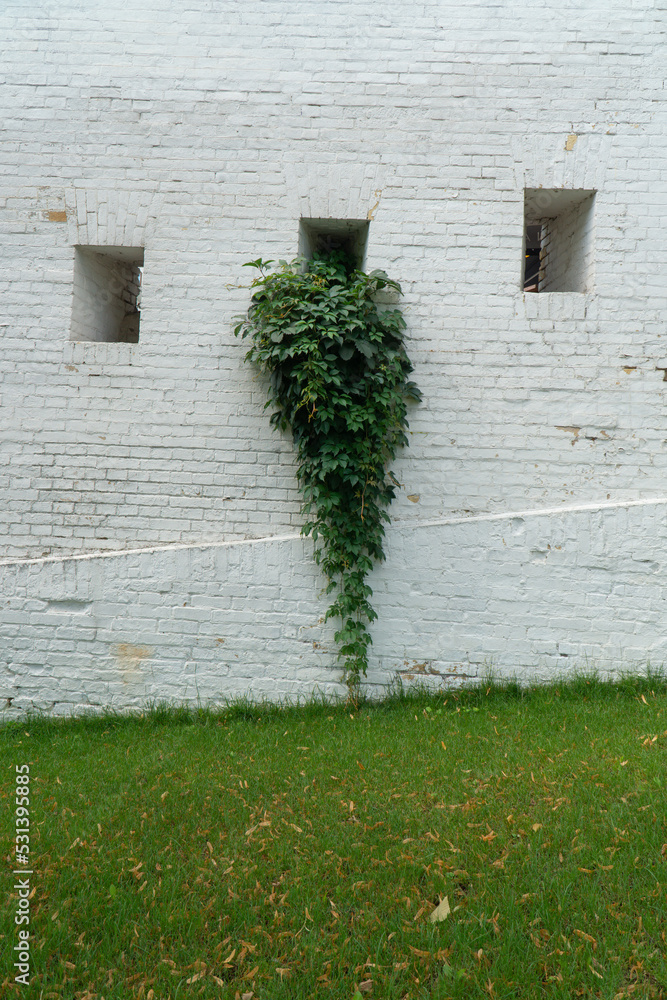 white brick wall of the fortress with windows. grass growing from the ...