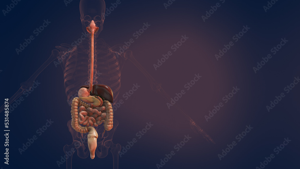 Anatomy of human digestive system 3D Stock Illustration | Adobe Stock