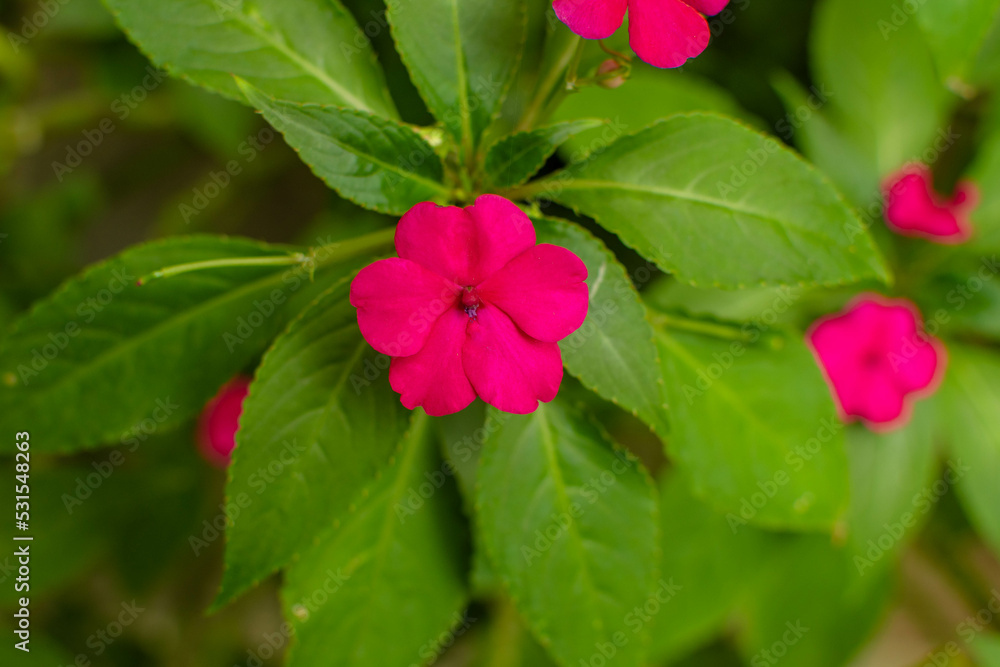 Planta color violeta Balsamina en un jardin con hojas color verde en ...