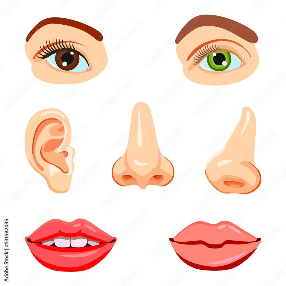 Educational vector set, parts of the face: eyes, nose, mouth, ear Stock ...