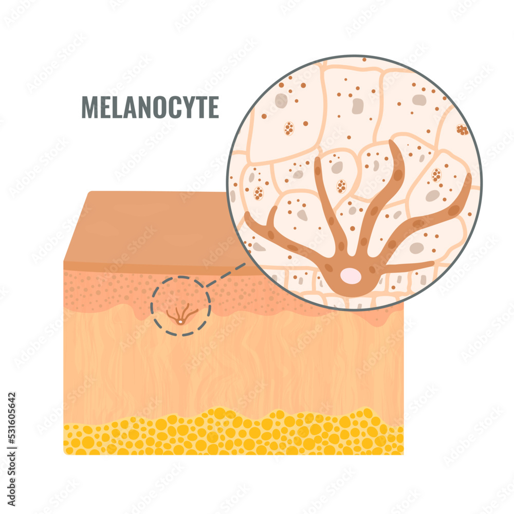 Melanocyte cell biology and skin tone pigmentation diagram. Melanin ...