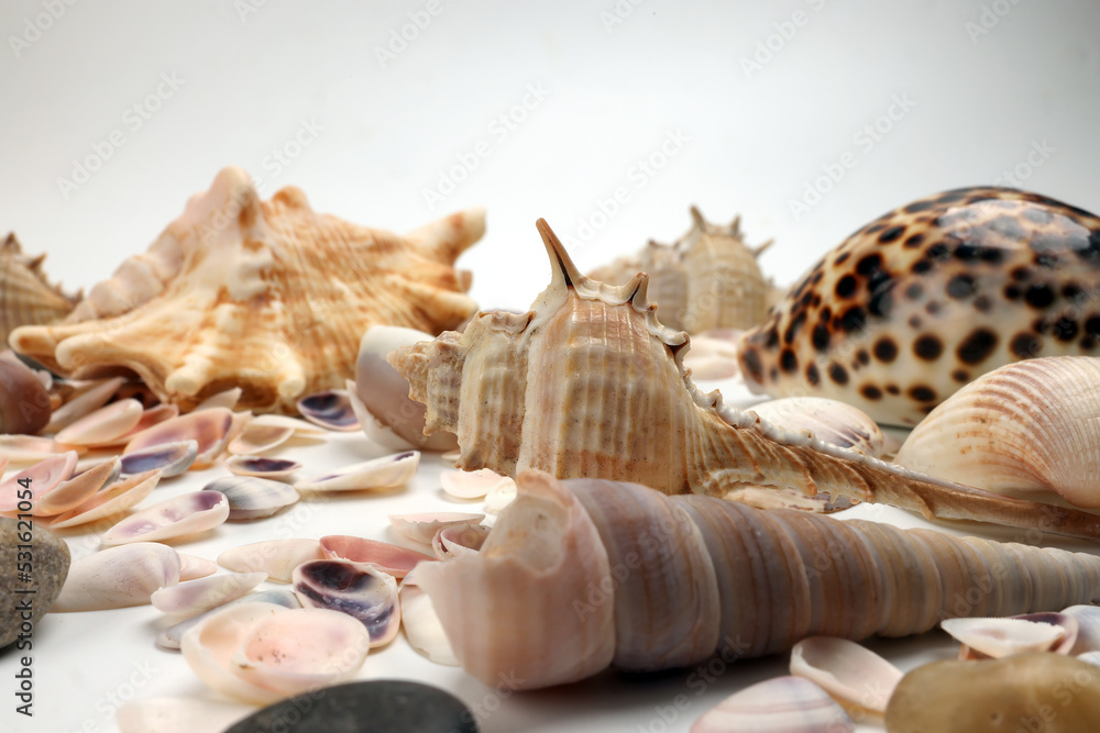 sea shell triton murex conchs bivalves tellins scallops tulip star ...