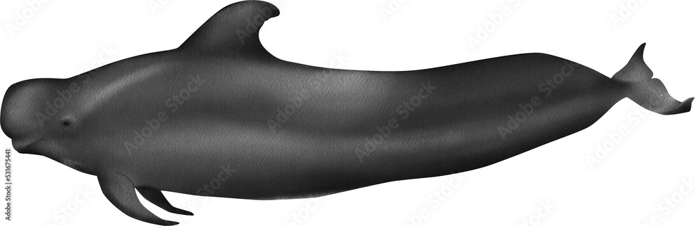 Hand-drawn watercolor Short-finned Pilot whale illustration isolated on ...