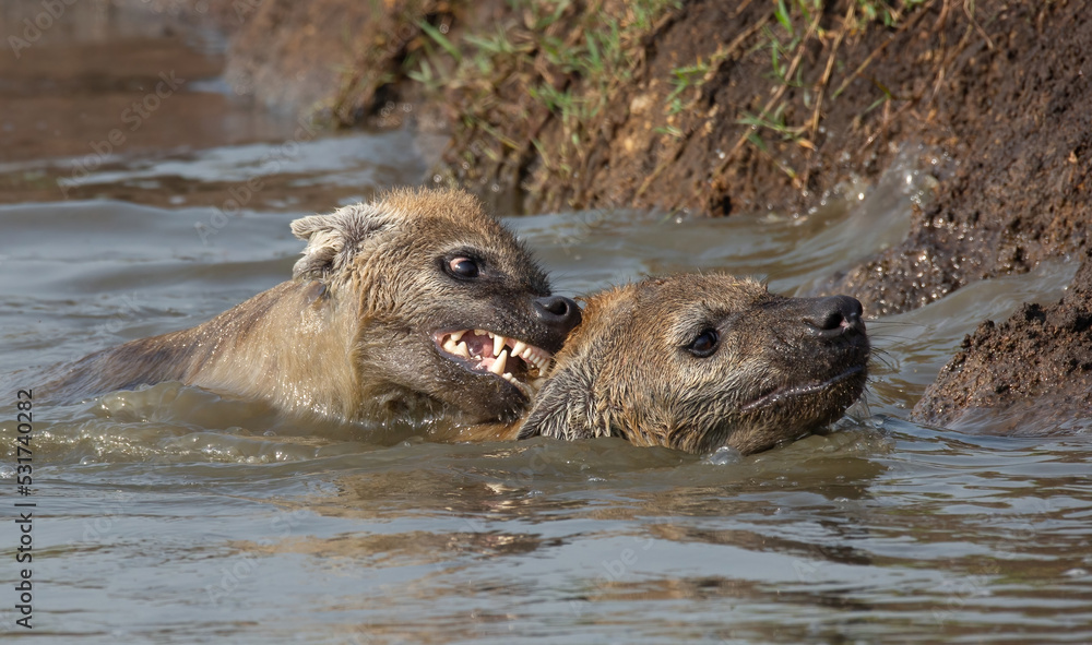 Hyenas swimming in the river and biting in the neck on an African ...