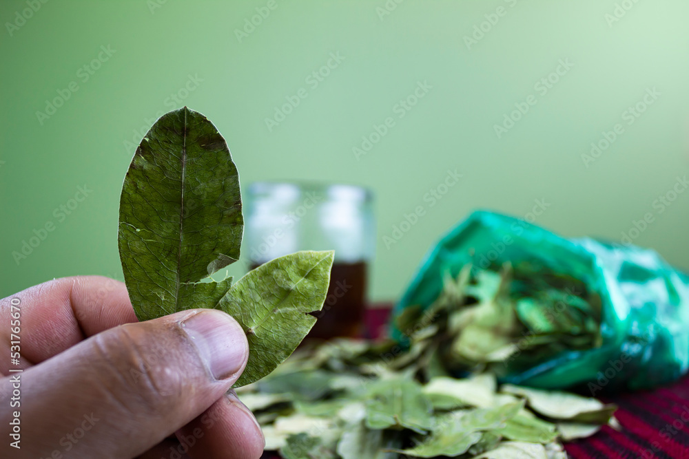 Coca leaves, traditional acullico with the coca leaf accompanied by ...