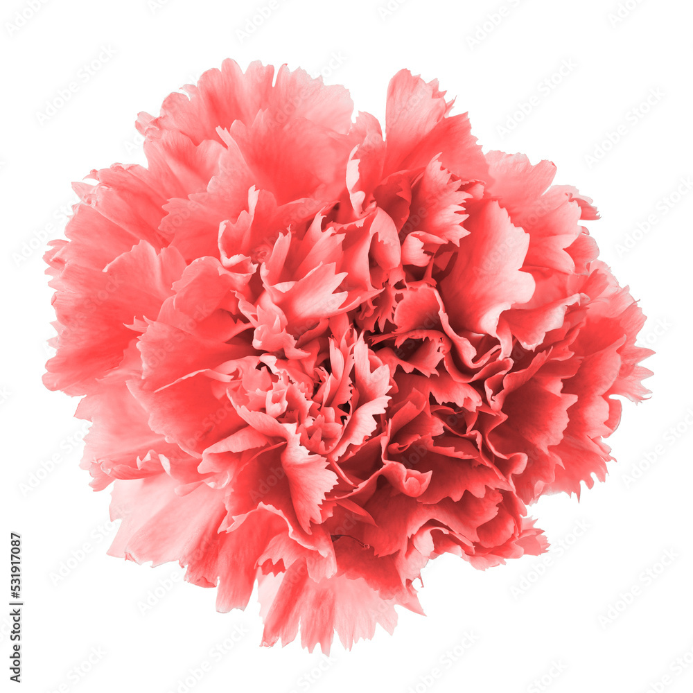 Photo Stock Pink Carnation flowers isolated on white background. Floral ...