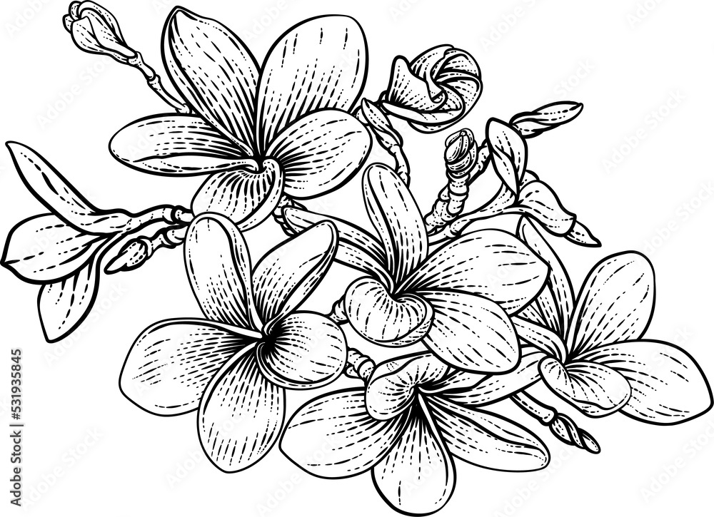 Tropical Plumeria Frangipani Bali Flower Woodcut Stock Illustration ...
