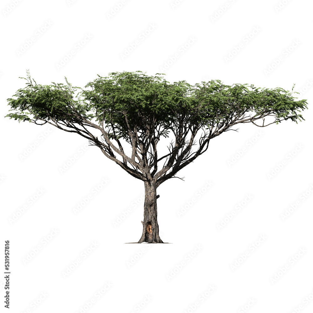 Acacia Tree – Isolated Front View Stock Photo | Adobe Stock