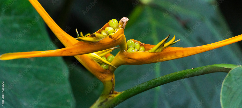 Distribución y hábitat. "El género Heliconia (200-250 spp ...