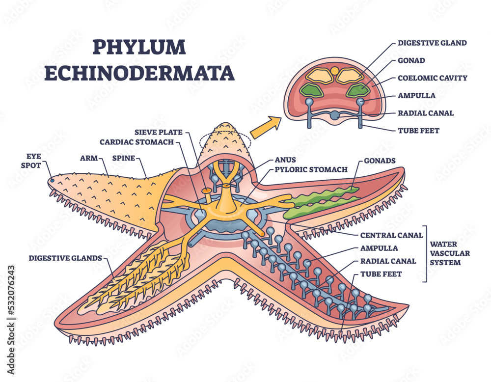 Phylum echinodermata or starfish anatomy with inner structure outline ...
