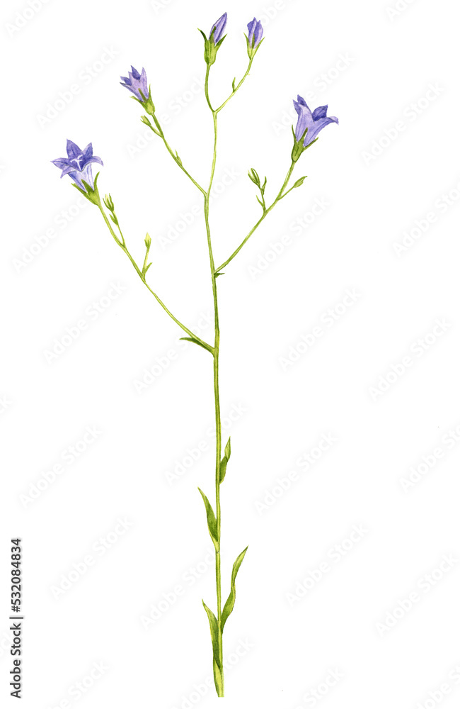 watercolor drawing plant of spreading bellflower, Campanula patula ...