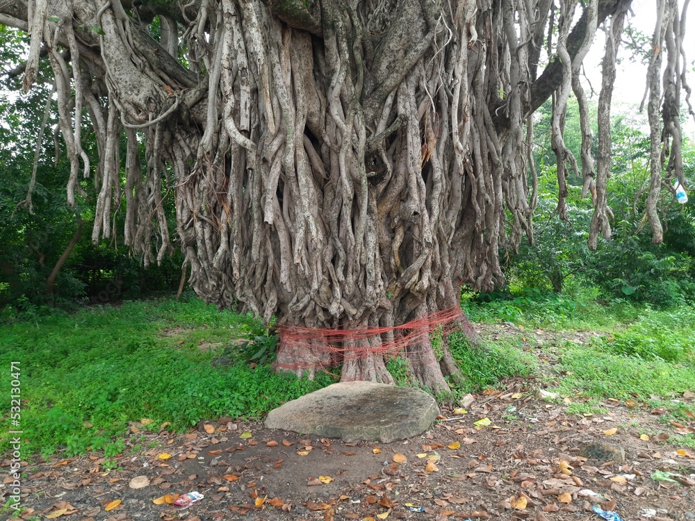 Giant banyan tree. Tree of Life, Amazing Banyan Tree. A banyan, also ...