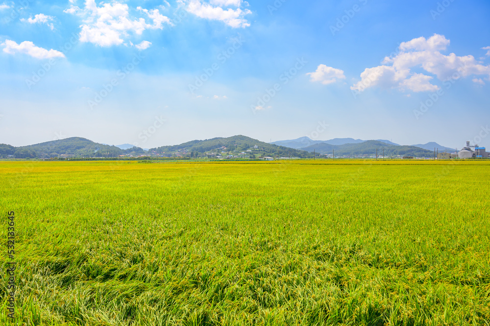 Korean traditional rice farming. Korean rice farming scenery. Korean ...