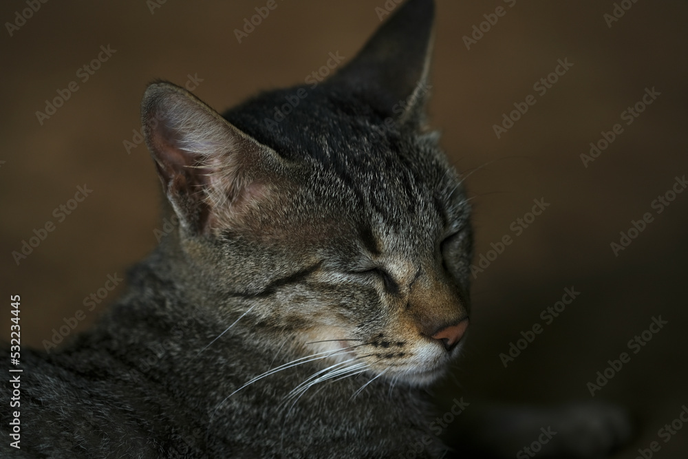 Indian cat closeup face image, Black and white Indian cat with ...