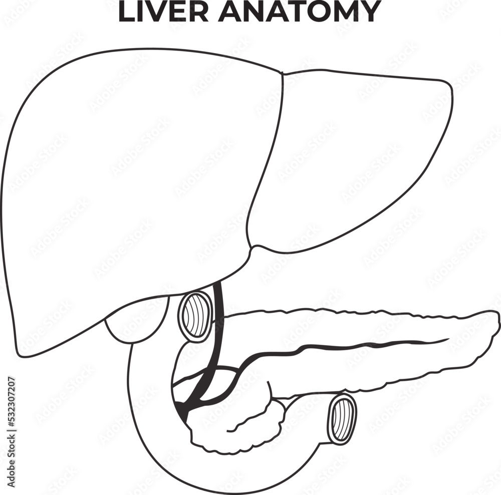 Internal anatomy of human liver with description of the corresponding ...