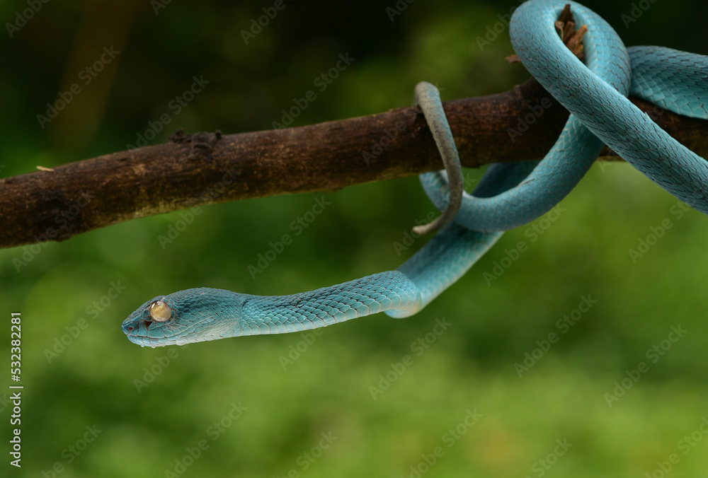Trimeresurus insularis, Indonesian pit viper, Lesser Sunda Islands pit ...