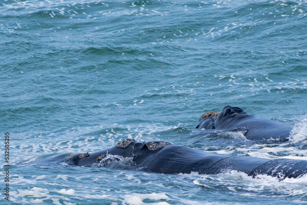 Southern right whale (Eubalaena australis) adult and calf showing ...