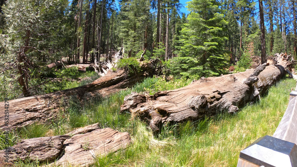 The Fallen Monarch: A tree that fell more than 300 years ago at ...