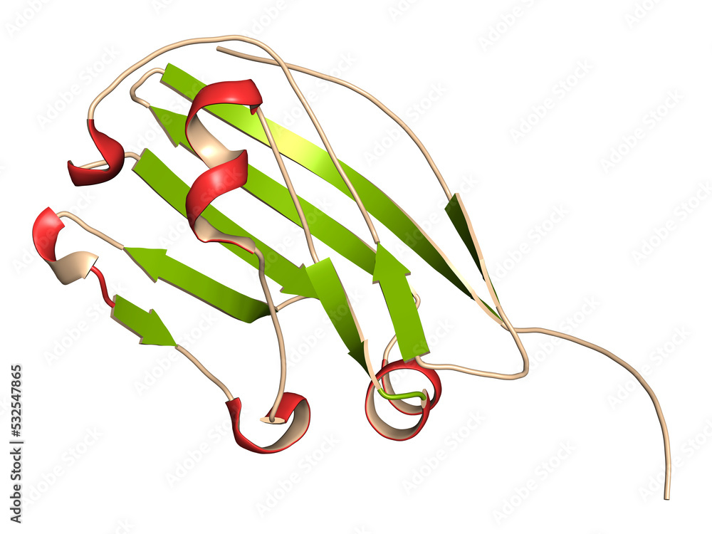 Photo Stock CD47 (integrin associated protein, extracellular domain ...