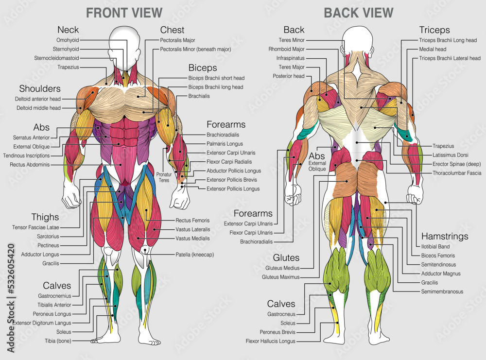 The graphic shows the location of the muscles of the human body with ...