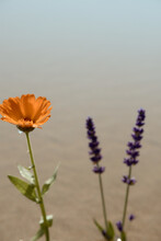 Purple Flowers On Lavender Strand Free Stock Photo - Public Domain Pictures