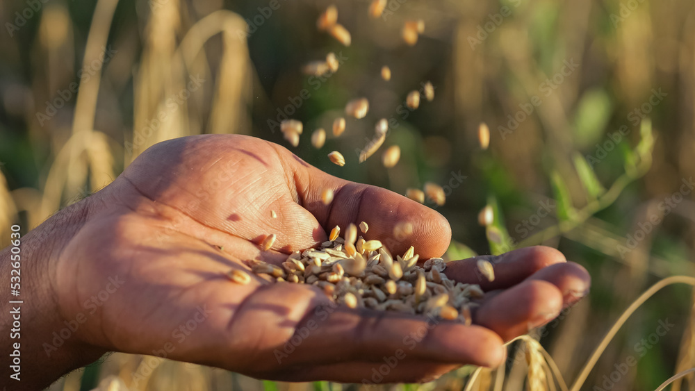 Black man hand gathers falling wheat grains against blurry planted ...