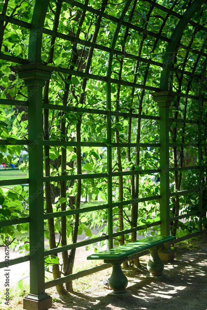 Arch shaped green garden bower covered with long branches of bushes ...