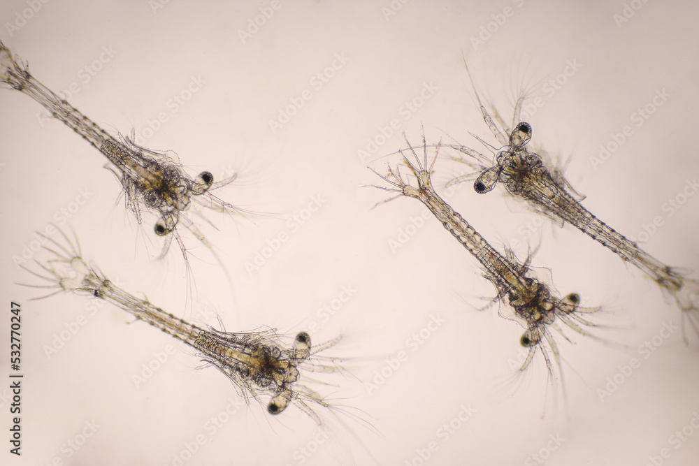 Photo Stock Shrimp, Zoea stage and Mysis stage of Vannamei shrimp in ...