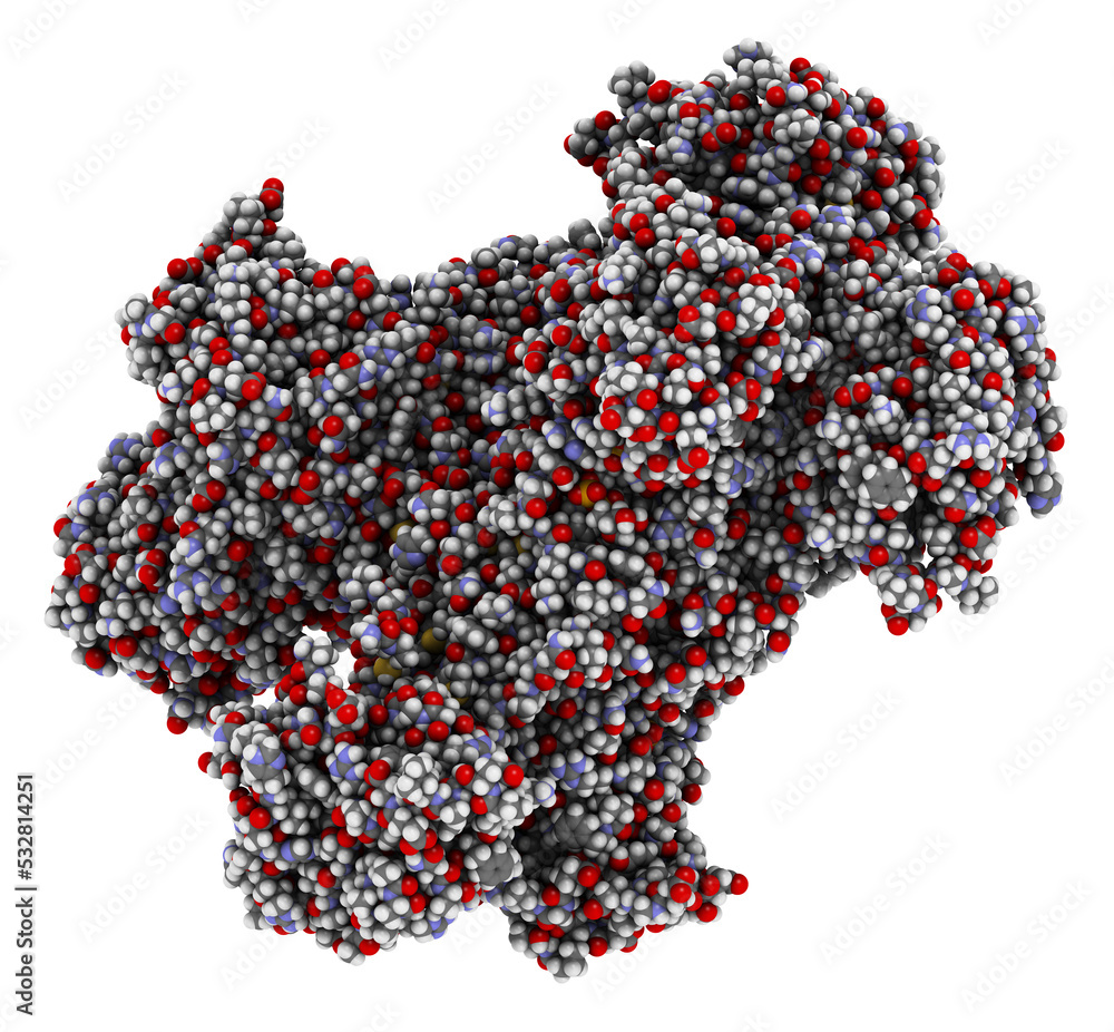 Glucose-6-phosphate dehydrogenase (G6PD) protein. Enzyme of the pentose ...