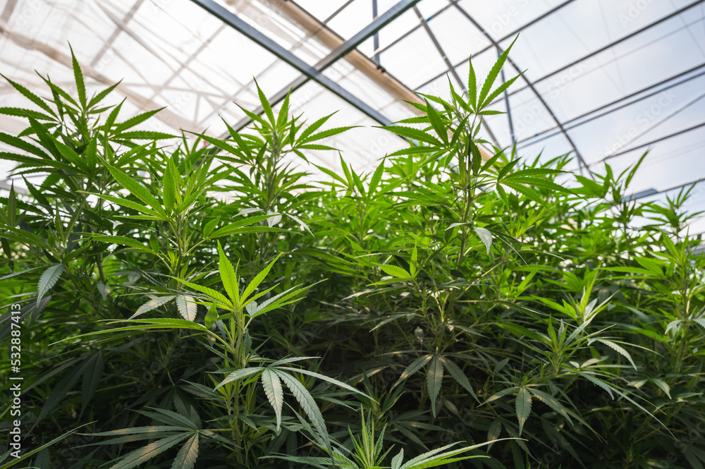 Legal medicinal cannabis plant in a farm grower in Southeast Asia ...