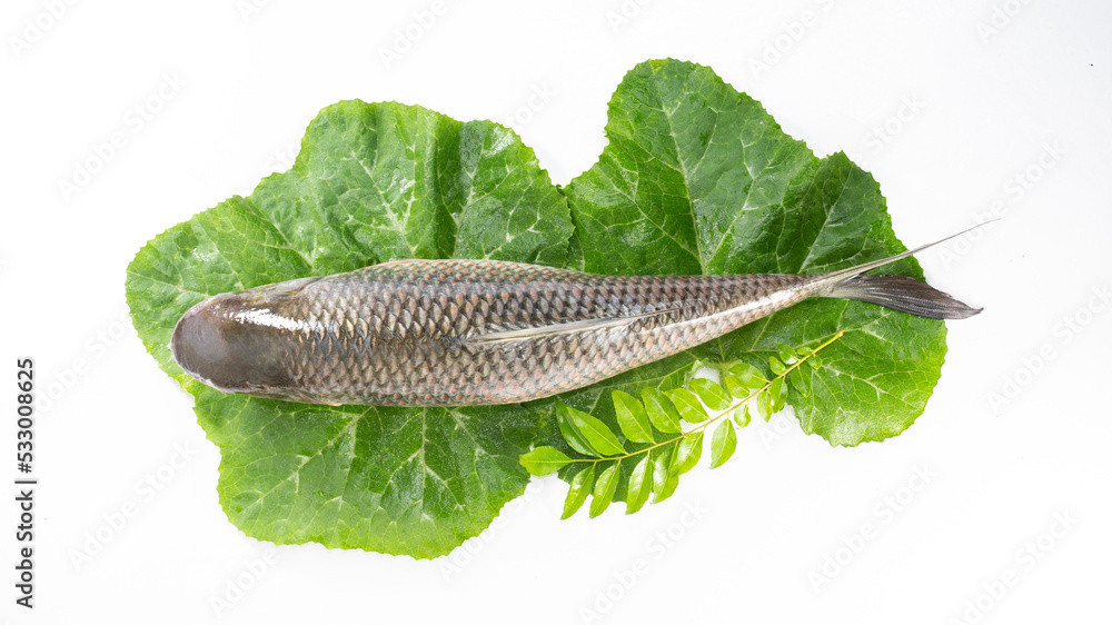 The rohu, rui, or roho labeo is a species of fish of the carp family ...