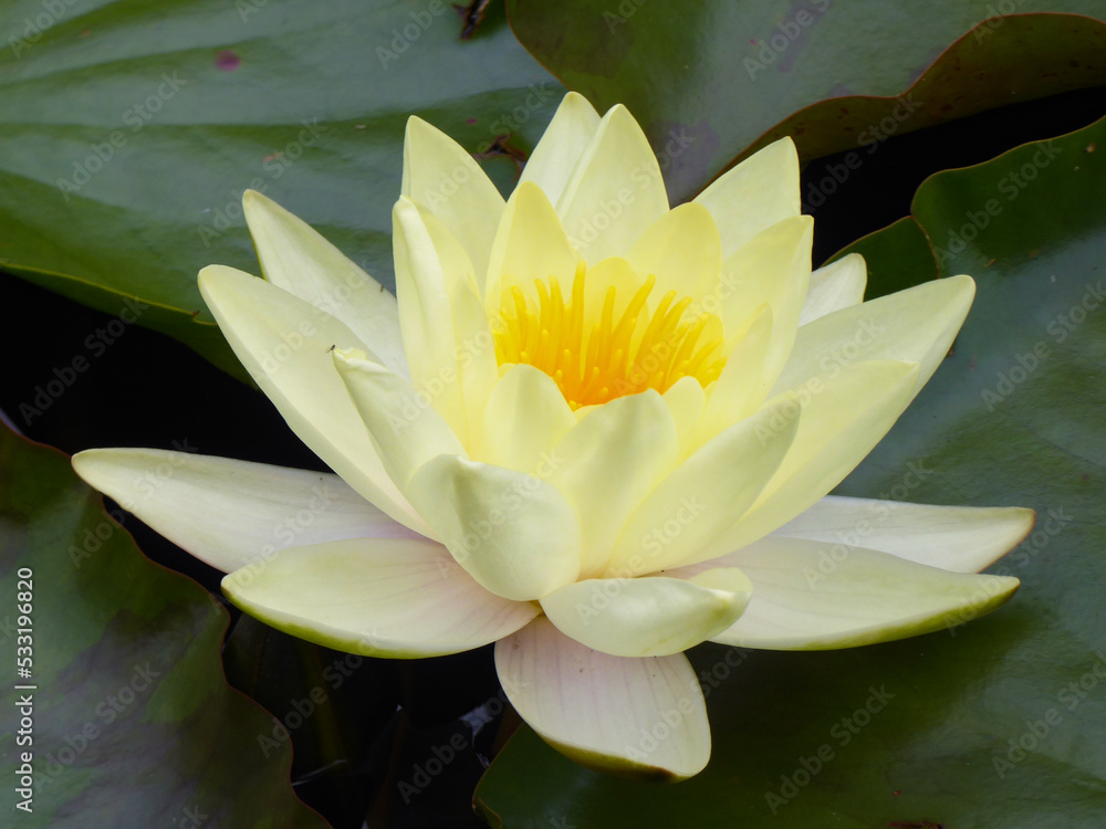 Flor de nenúfar nymphaea color blanco con estambres amarillos rodeado ...