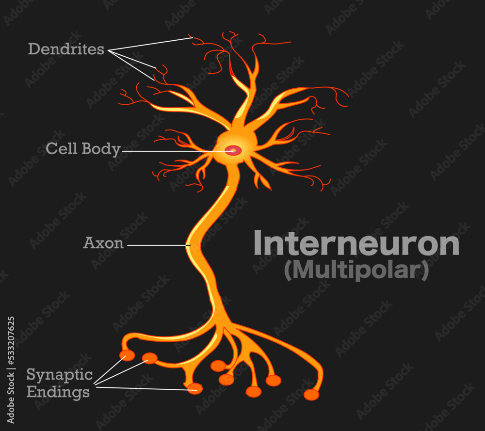 Image vectorielle Stock Interneuron multipolar neuron anatomy, structure parts. Single axon and ...