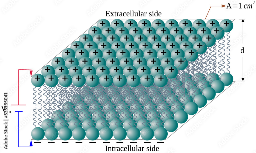 Specific membrane capacitance of axonal membranes. The capacitance per ...