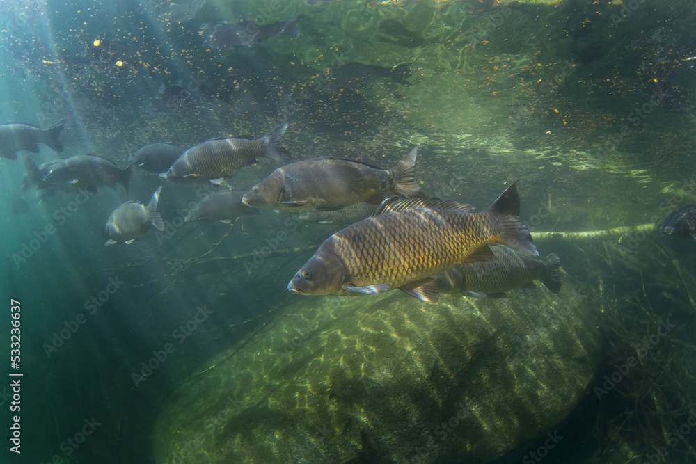 Stock-Foto „Carp in the shoal near the surface. European carp during ...
