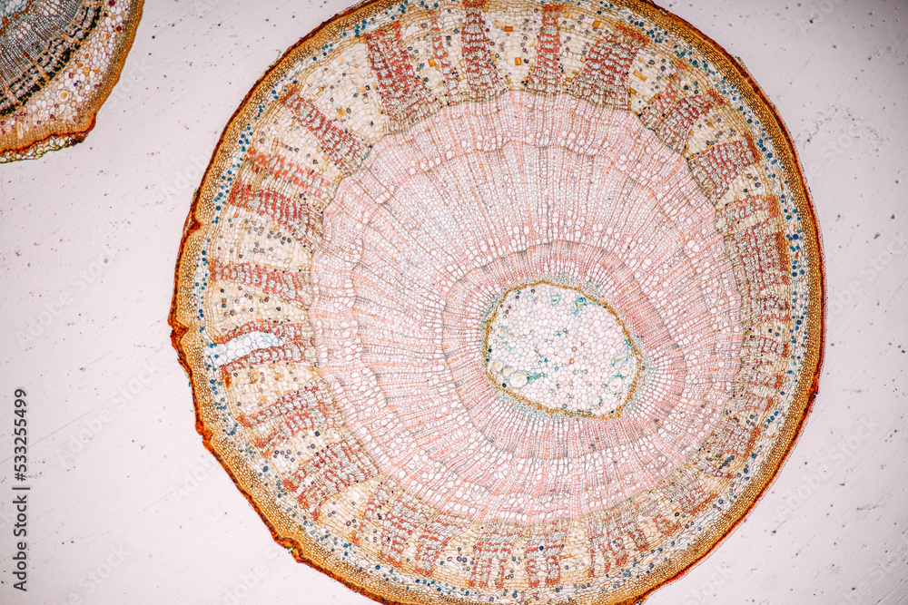 Plant tissue Structure, section (tissue) of stem plant tissue under a ...