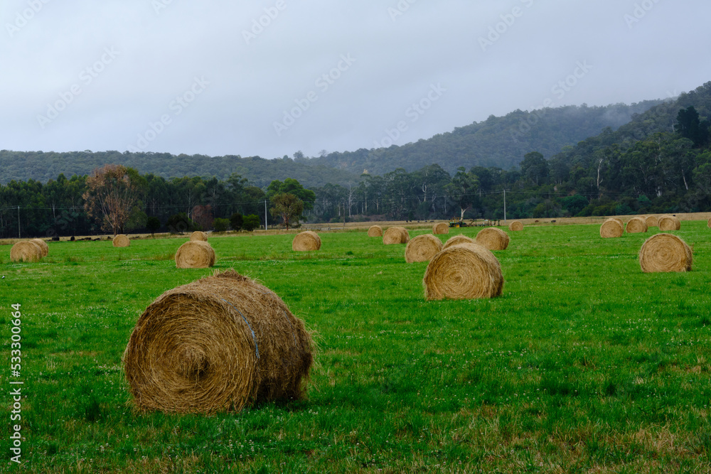 Round hay bales are grass pressed hard together in a cylindrical bale ...