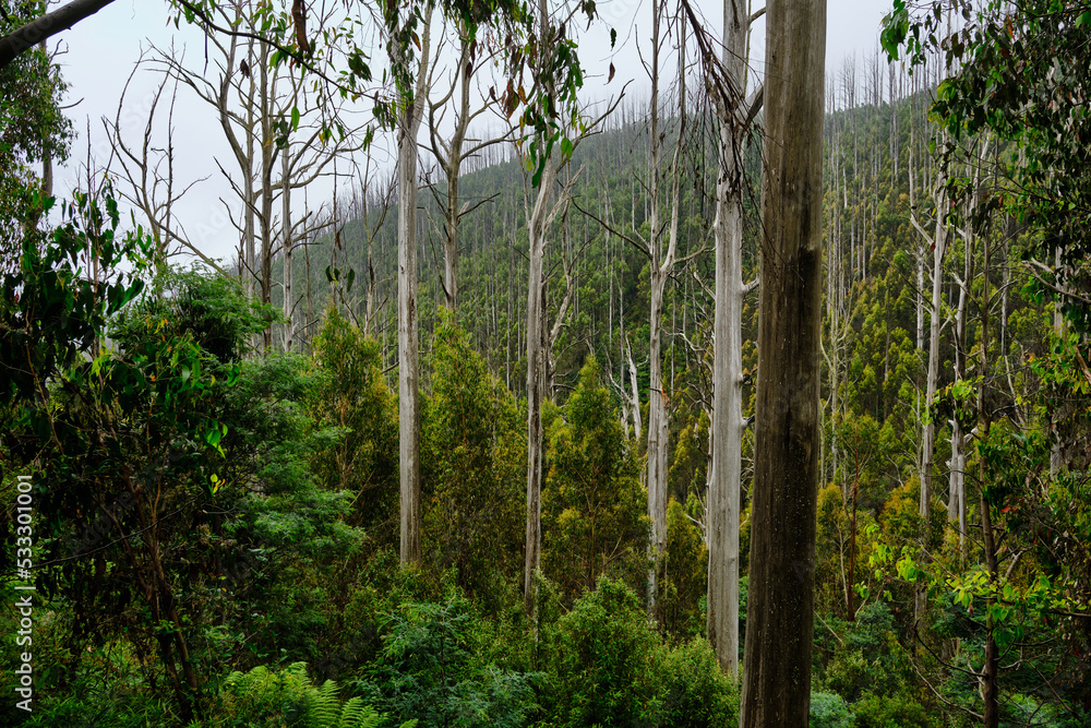 Most species of Eucalyptus are native to Australia, and every state and ...