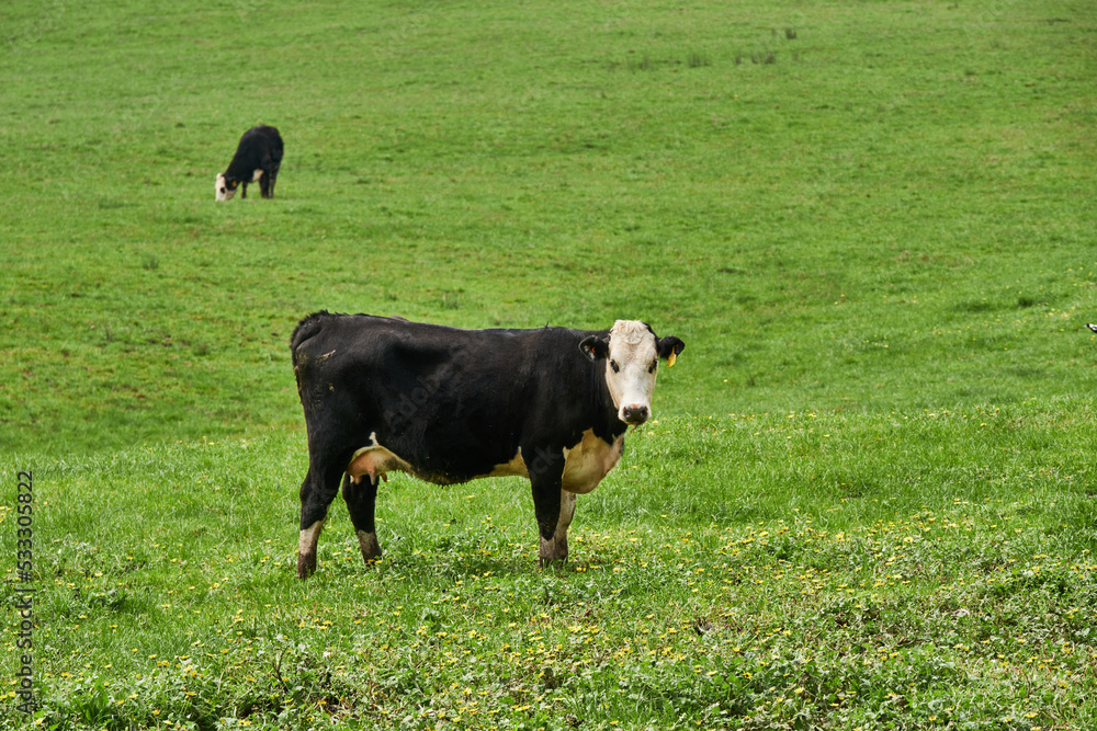 The most popular dairy breed in Australia is the Holstein, Friesian ...