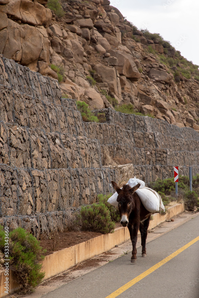 Donkey carrying heavy load white bags next to tar road Rocky Mountain ...