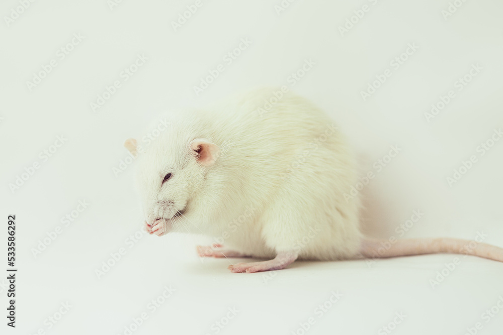 White rat dumbo with red eyes cleaning and washing itself, isolated on ...