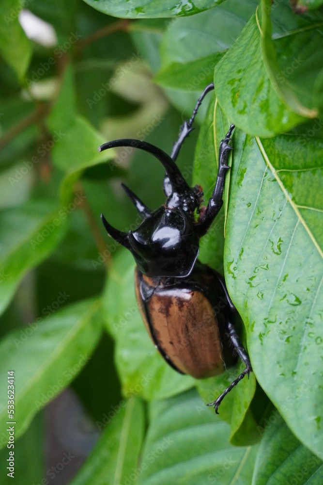 (Eupatorus gracilicornis) Five-horned rhinoceros beetle also known as ...