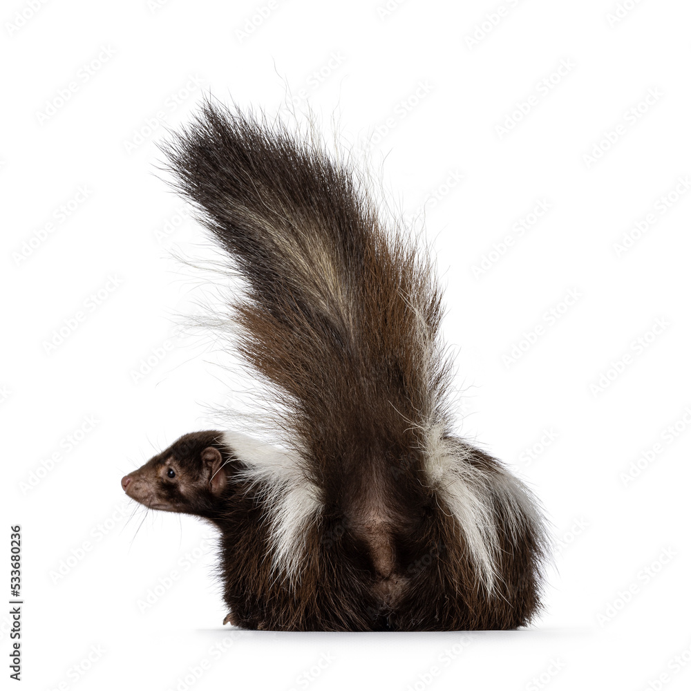 Back side of classic brown with white striped young skunk aka Mephitis ...
