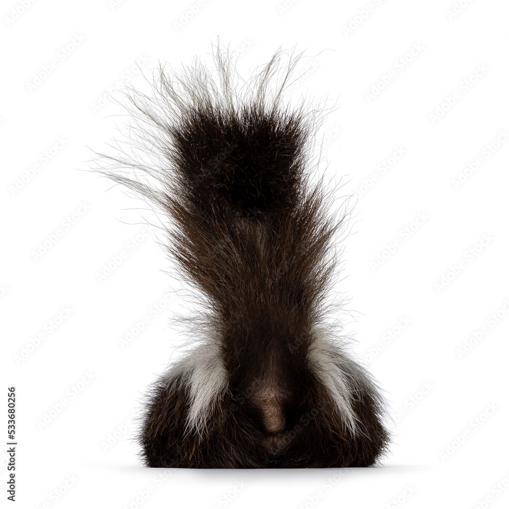 Stock-Foto „Back side of classic brown with white striped young skunk ...