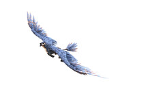 Blue Griffin Free Stock Photo - Public Domain Pictures
