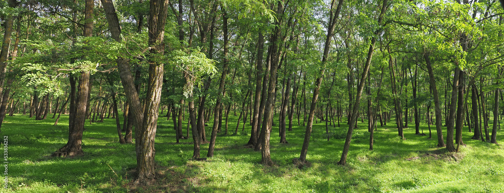 Black locust tree forest in summer Stock Photo | Adobe Stock