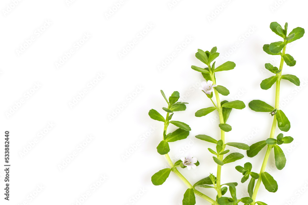Brahmi or bacopa monnieri tree isolated on white background. Stock ...