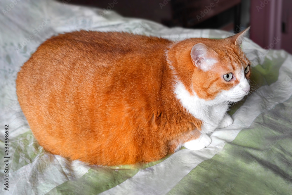 Foto de Stock Very Fat Cat Sitting on a Bed. Ginger and White Striped ...